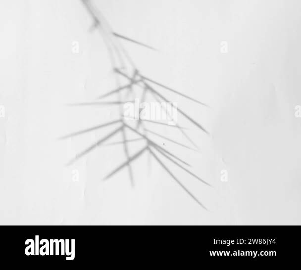 bamboo leaf animation swaying by the wind. realistic overlay effect of ...