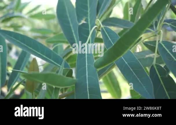 Tabebuia caraiba (Tabebuia aurea, Caribbean trumpet, silver trumpet ...