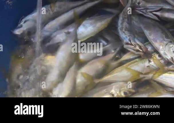 Water Poured In Dead Fish Bucket - Static Stock Video Footage - Alamy