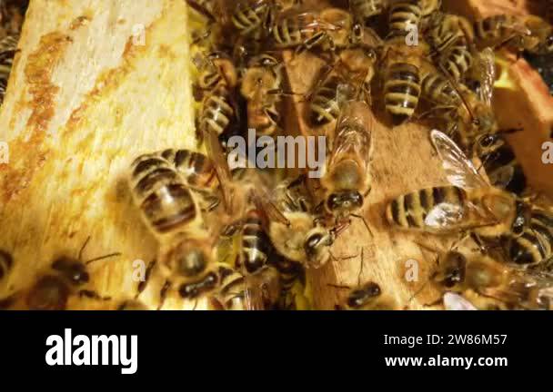 Bees family working on honeycomb in apiary. Life of apis in hive. A ...