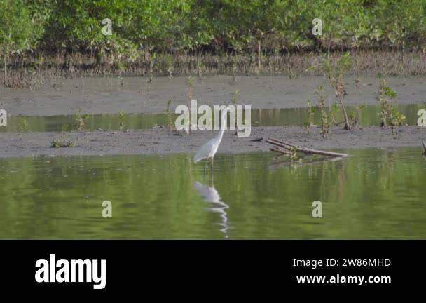 Great Egret (Ardea alba) standing in a shallow water with mangrove ...