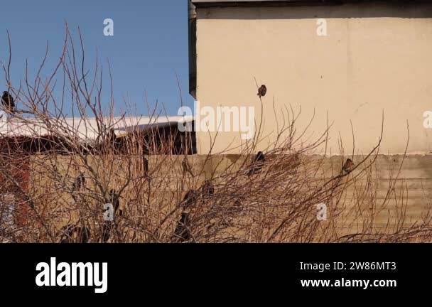 Songbirds | starlings and house sparrows on the tree in the countryside ...