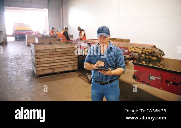 potato harvesting. sorting potatoes. farmer inspects quality of potato ...