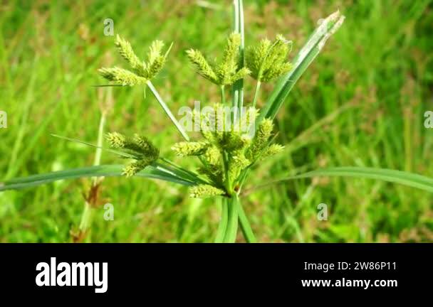 Cyperus rotundus (coco-grass, Java grass, nut grass, purple nut sedge ...