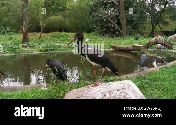 Big black birds Stock Videos & Footage - HD and 4K Video Clips - Alamy