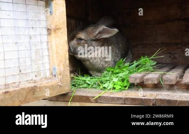 Small feeding brown rabbit chewing grass in rabbit-hutch on animal farm ...