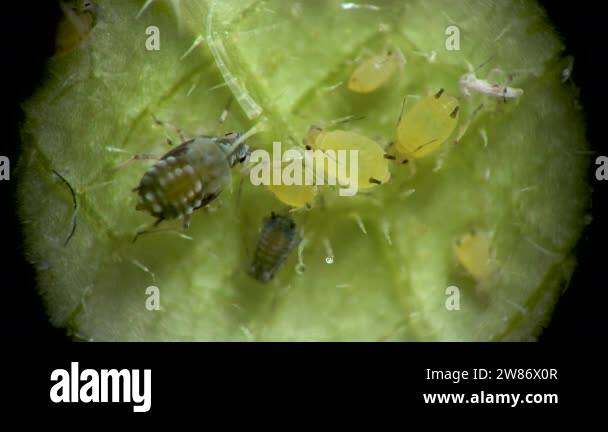 Aphid under a microscope, Aphididae - aphid superfamily (Aphidoidea ...