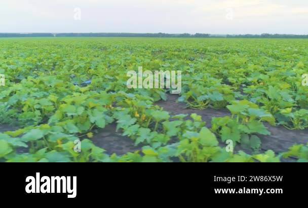 Summer squash growing in field Stock Videos & Footage - HD and 4K Video ...