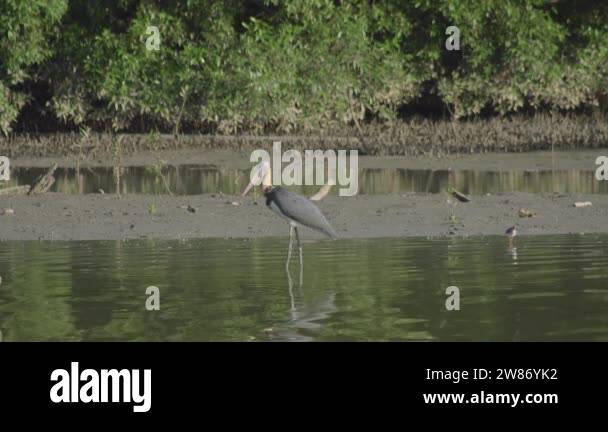 Lesser Adjutant Stork (Leptoptilos javanicus) catching fish in a ...