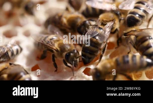 Honey combs wild bees Stock Videos & Footage - HD and 4K Video Clips ...