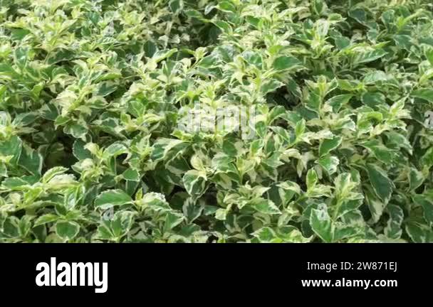 Styrax japonica variegata Stock Videos & Footage - HD and 4K Video ...