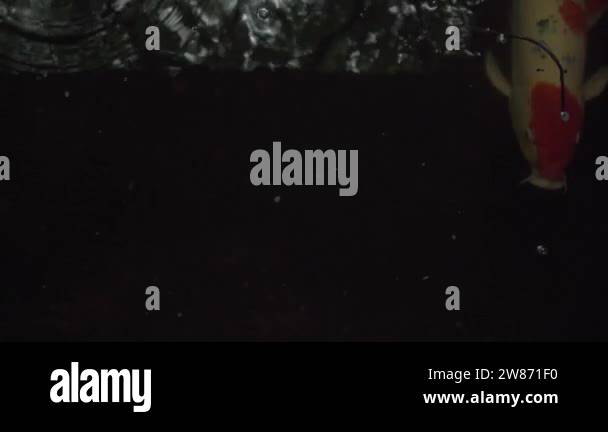 Close up, 2 large Koi fish swimming slowly below the surface of a ...