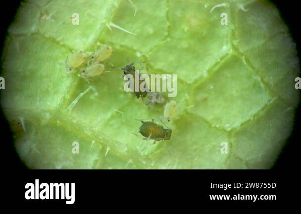 Aphid under a microscope, Aphididae - aphid superfamily (Aphidoidea ...