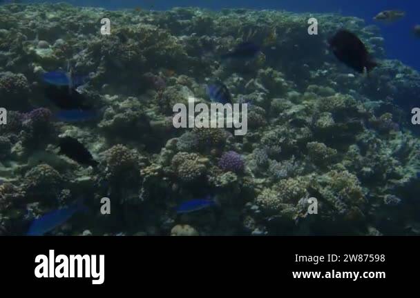 Exotic fish living near coral reefs in the Red Sea. The beauty of the ...