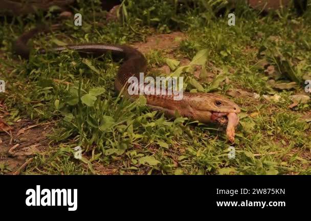 European glass lizard feeding a rat. Legless lizard looks like a snake ...