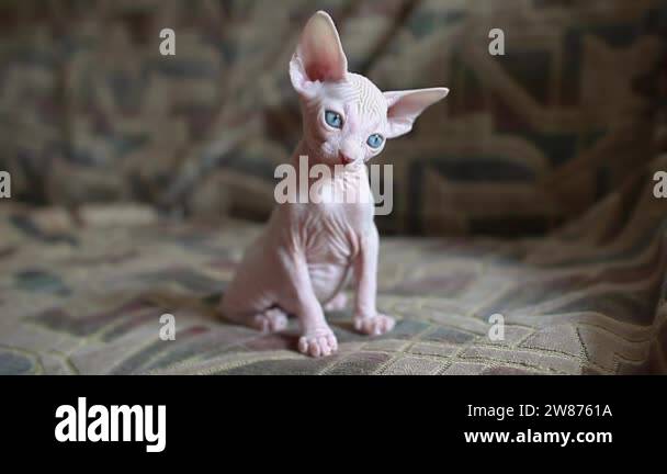 Hairless kitten Stock Videos & Footage - HD and 4K Video Clips - Alamy