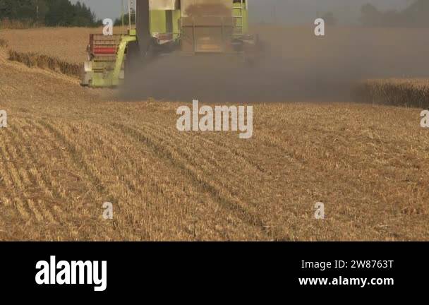Dust rising from back of combine harvester cutting mature cereal corn ...