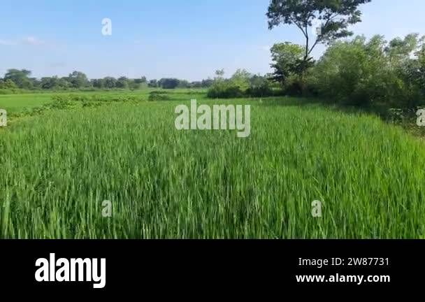Green rice plant in field. Green paddy farm the rainy season. Indian ...