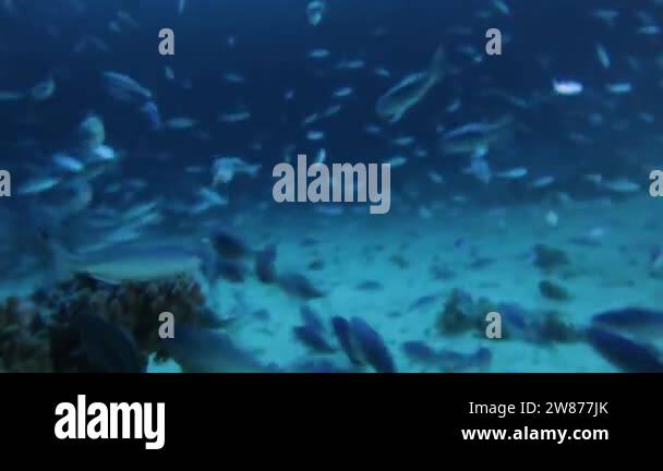 4k video footage of huge numbers of fusiliers feeding on a coral reef ...