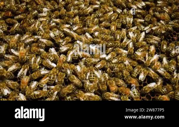 Work bees in hive close up. Large family of honey bees. Swarm of bees ...