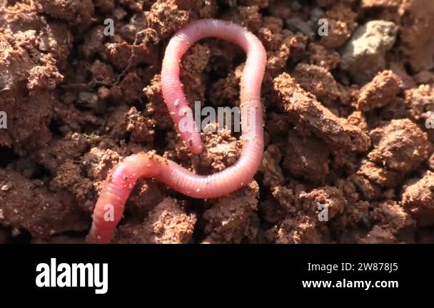 Earth worms and rain Stock Videos & Footage - HD and 4K Video Clips - Alamy