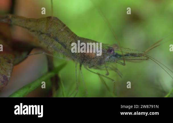 Transparent glass ghost shrimp in the hobby fish tank. Cleaner shrimp ...