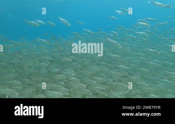Underwater shot in slow motion of big school of fishes in blue water ...
