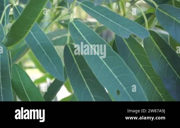Tabebuia caraiba (Tabebuia aurea, Caribbean trumpet, silver trumpet ...