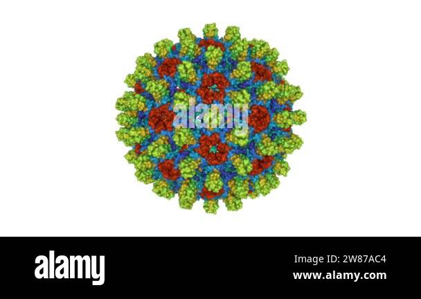 Structure of wild type hepatitis B virus capsid. Animated 3D Gaussian ...