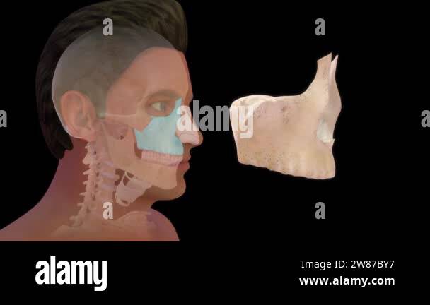 3d footage of bone human anatomy and maxilla Stock Video Footage - Alamy