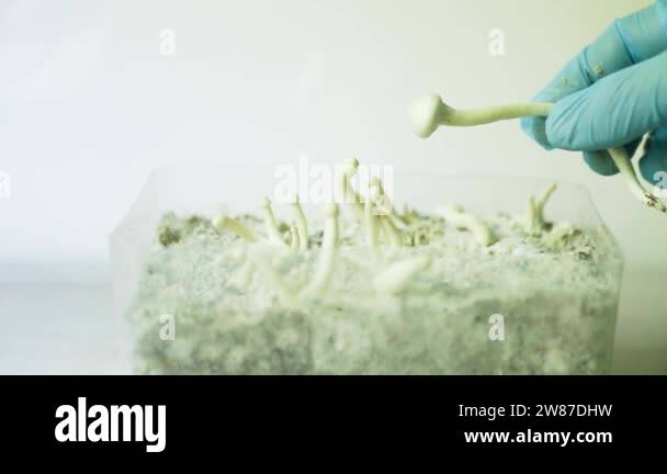 Sterile container with the mycelium of psilocybin mushrooms, psilocybe ...