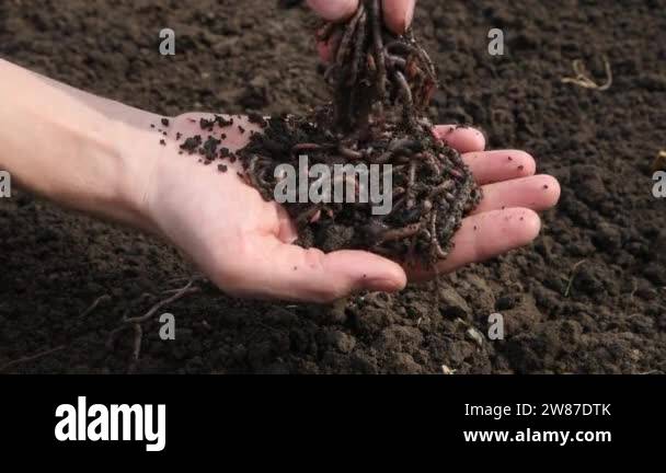 Earthworms in the farmer's hand close-up. Live bait fishing. Organic ...