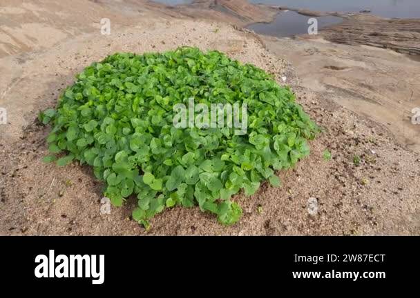 Macrotyloma uniflorum plant. It is a Pulse plant.It is a many names ...