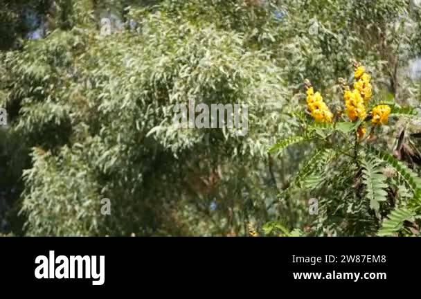 African butter tree Stock Videos & Footage - HD and 4K Video Clips - Alamy
