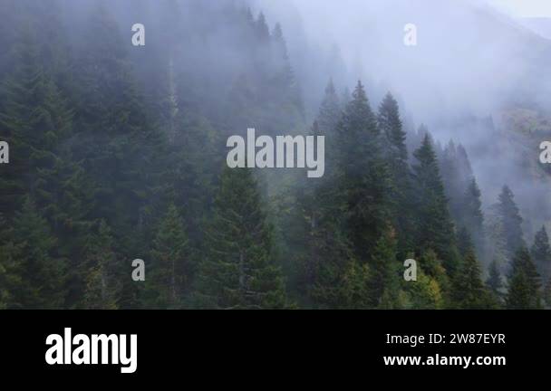 Misty forest during rain Stock Videos & Footage - HD and 4K Video Clips ...