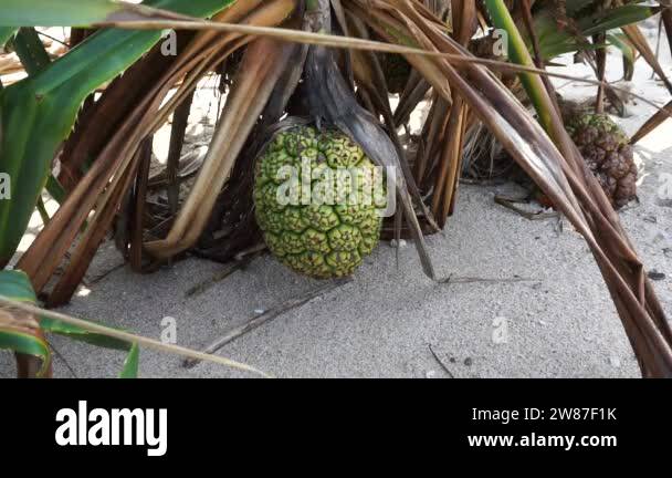 Fragrant Screwpine fruit (Pandanus fascicularis, Pandanus odorifer ...