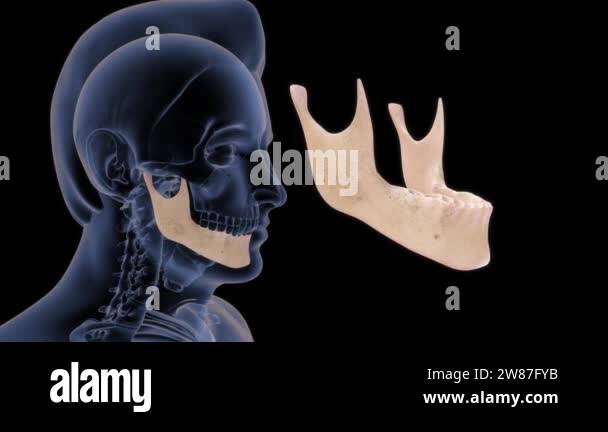 3d footage of bone human anatomy and teeth Stock Video Footage - Alamy