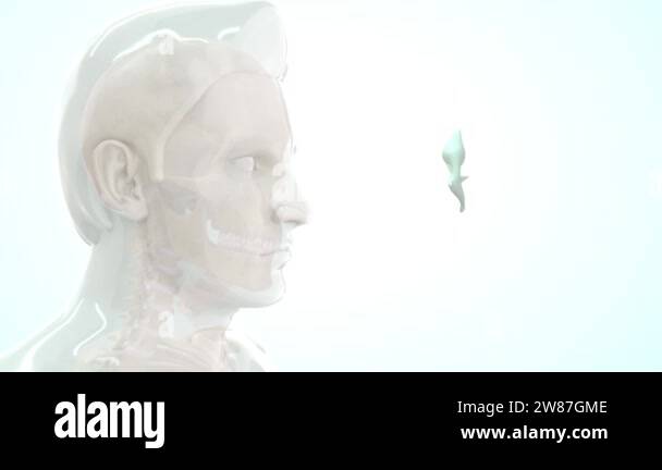 Anatomy of the ear Stock Videos & Footage - HD and 4K Video Clips - Alamy
