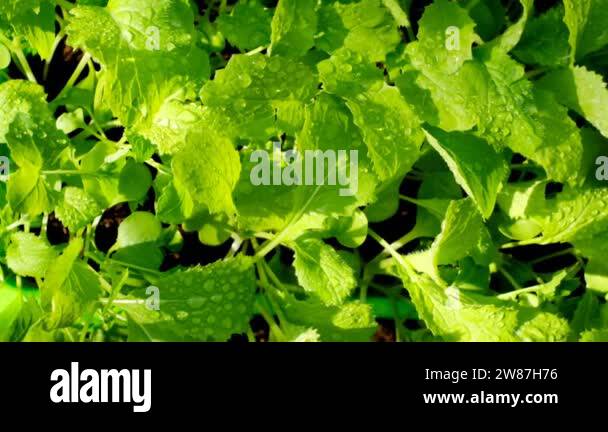 Chinese cabbage seedling in drops of water. bio vegetables and greens ... Chinese cabbage seedling in drops of water. bio vegetables and greens ...