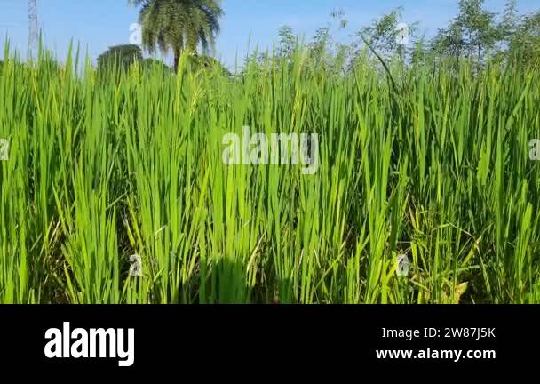 Green rice plant in field. Green paddy farm the rainy season. Indian ...