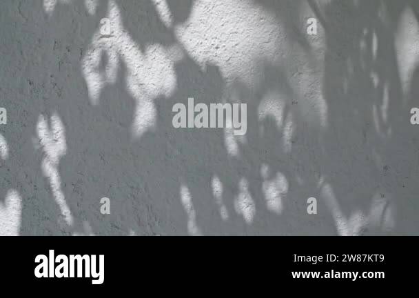 Motion of leaves in wind on the wall background. Sun and shadows ...
