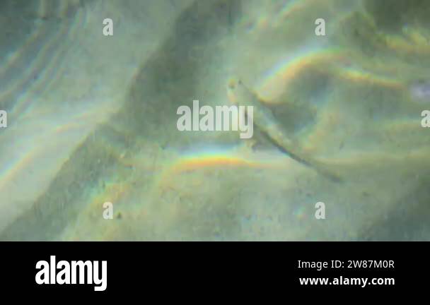 Fantastic beautiful view into water underwater and tropical fish fishes ...