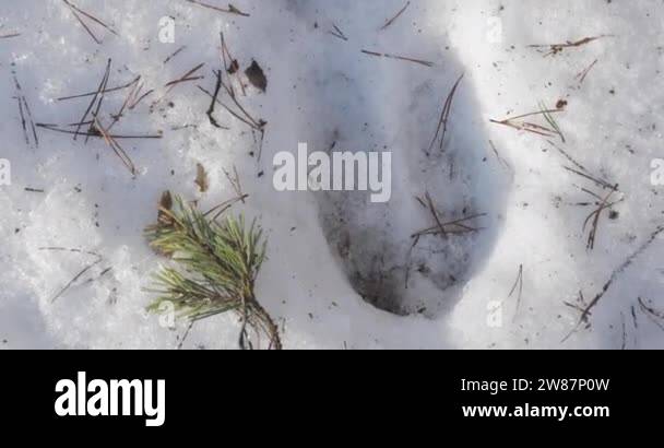 Moose footprint Stock Videos & Footage - HD and 4K Video Clips - Alamy