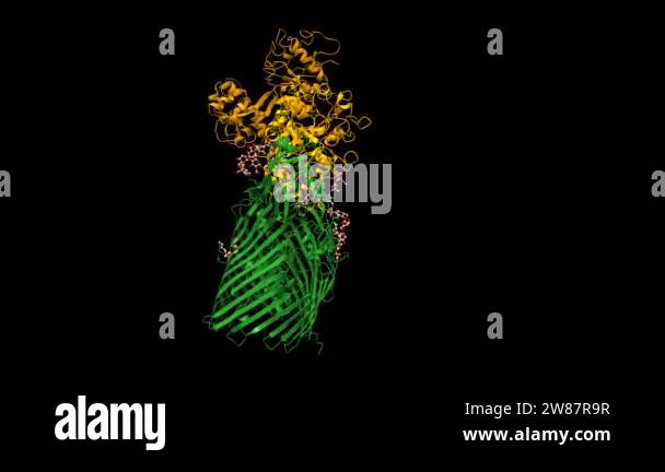 Structure of transferrin binding protein A (green) from Neisseria ...