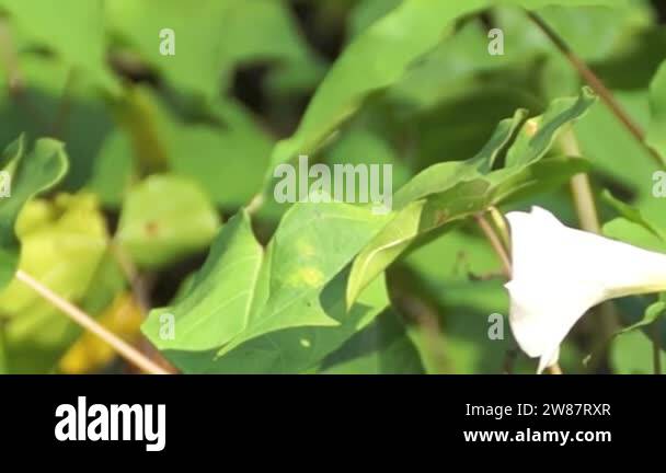 Creeping vine Stock Videos & Footage - HD and 4K Video Clips - Alamy