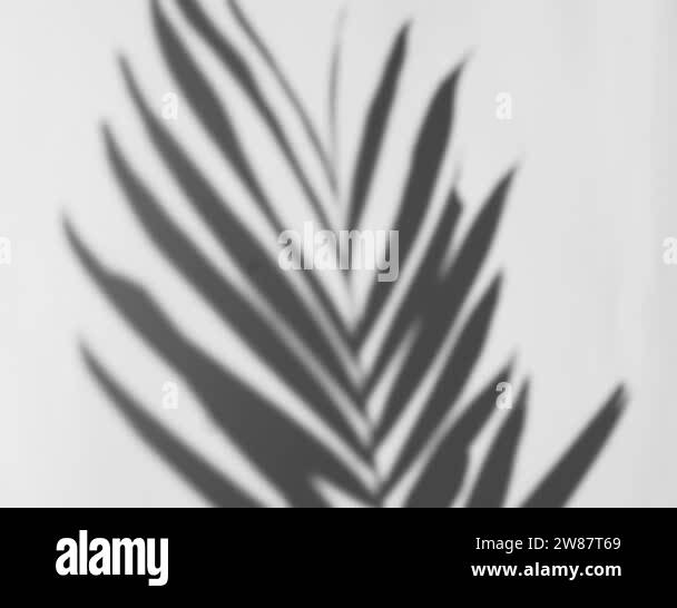 leaf animation swaying by the wind. realistic overlay effect of nature ...