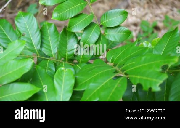 Longan leaves Stock Videos & Footage - HD and 4K Video Clips - Alamy