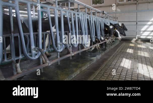 milk production process, herd of milking cows with bikers and collars ...