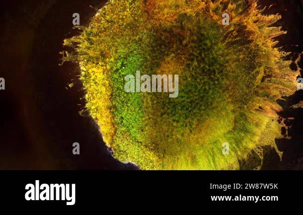 Solar flares. Fireworks energy particle firecracker explosion gold ...