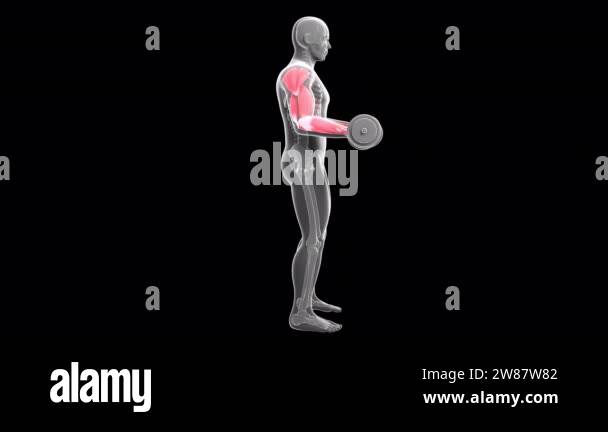 Man shows upper arm Stock Videos & Footage - HD and 4K Video Clips - Alamy
